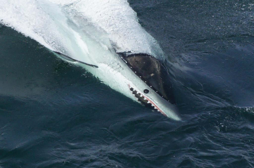 Seabreacher - Ultimate Diving Machine - Revivaler